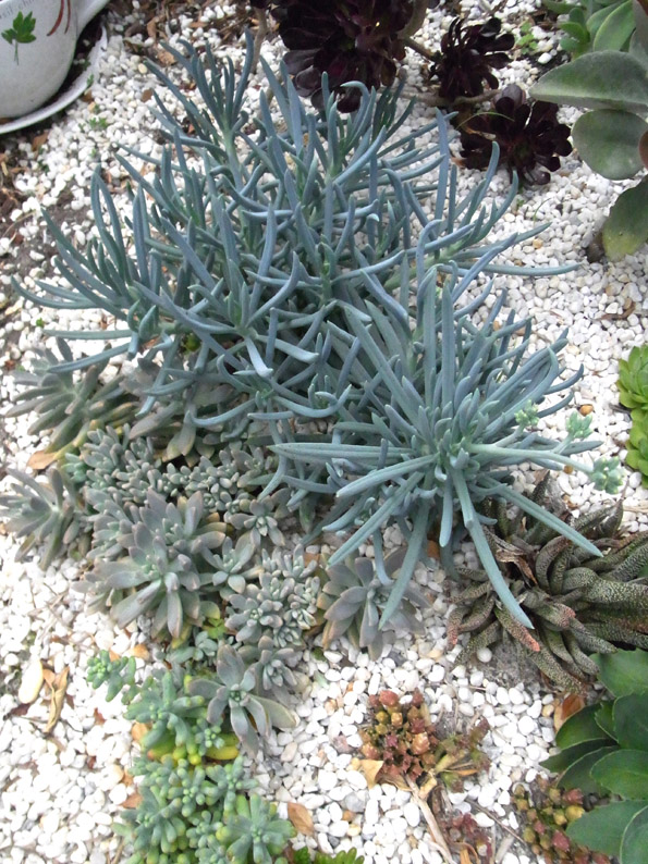 Garden amateur: Loving their new home