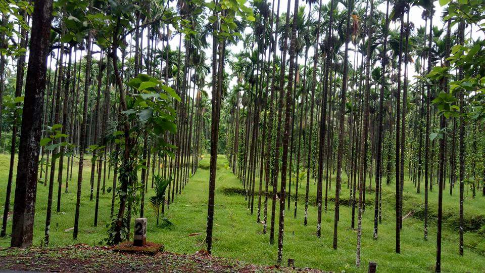 A Picture - A Story: Sagar in Shimoga