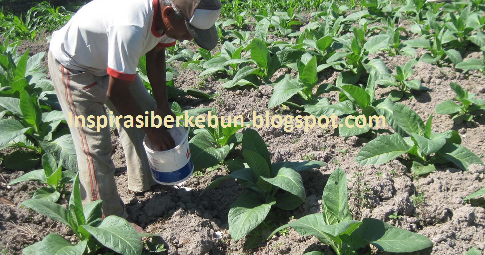 Teknik Budidaya Tembakau - Inspirasi Berkebun