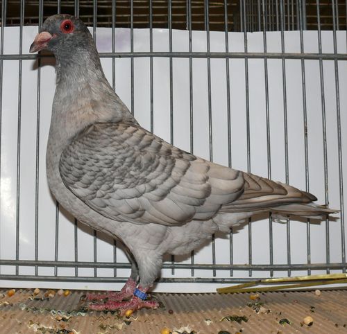 Piacentino italian pigeon breeds - Pigeons fall