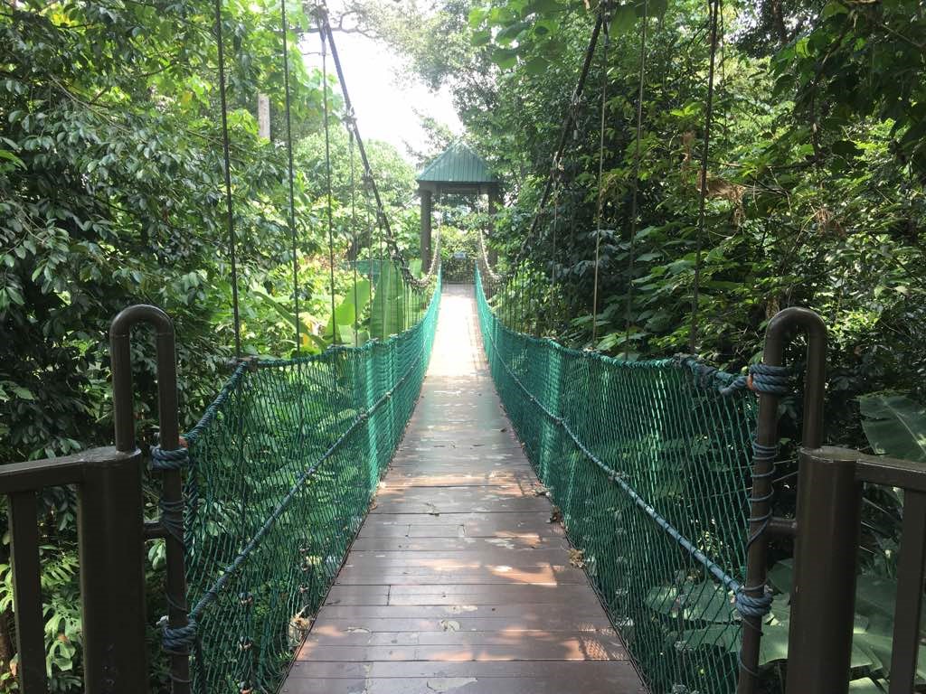 Creating Wonder - the Petrosains Blog: Bukit Nanas – The Urban Forest