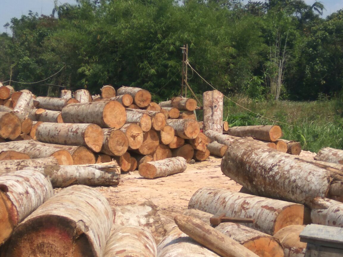 Daftar Harga Sengon 2017