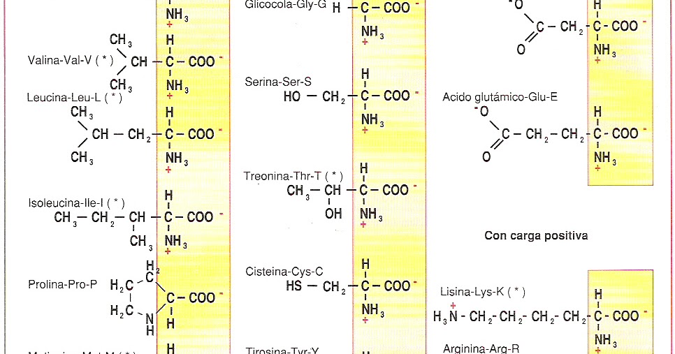 Biologia Grupo 4: Aminoácidos