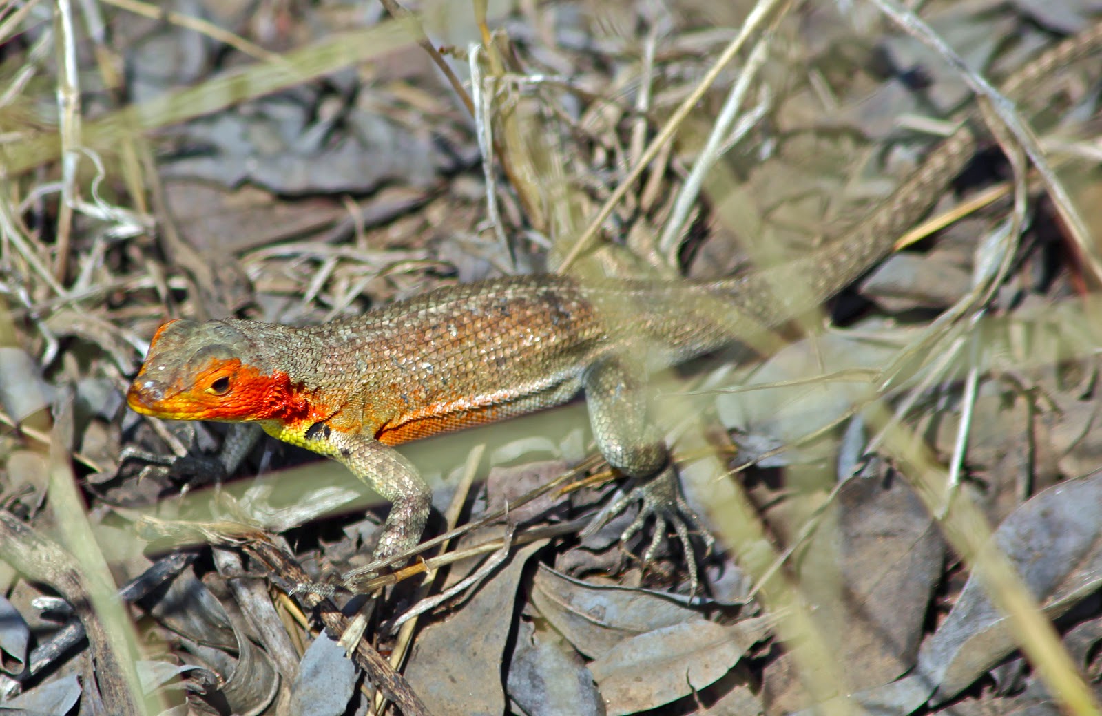 Nature Photography: Galapagos Reptiles & Turtles
