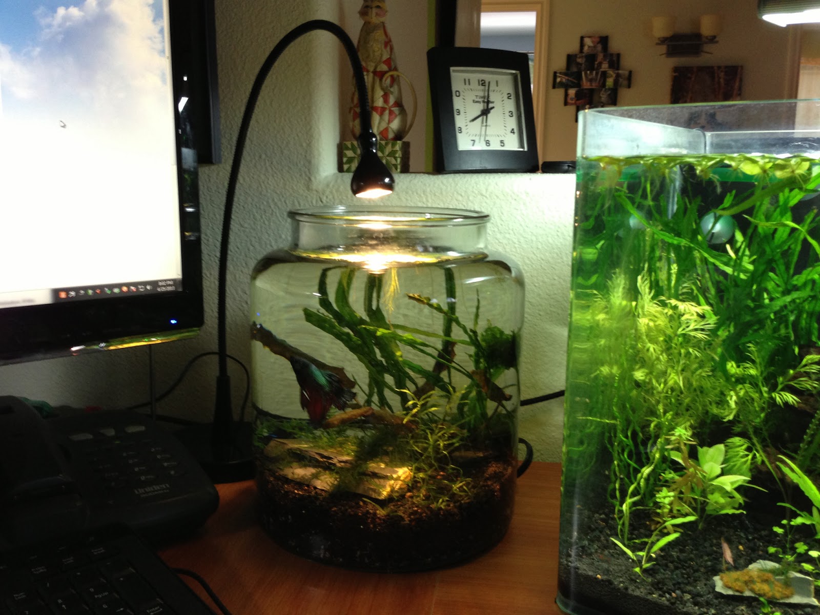 Alaskan fishface: Dirted 2 gallon Betta Jar