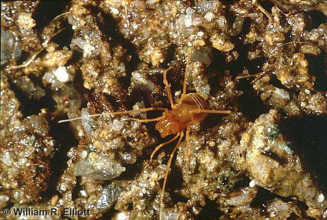 Variety of Life: Banksula