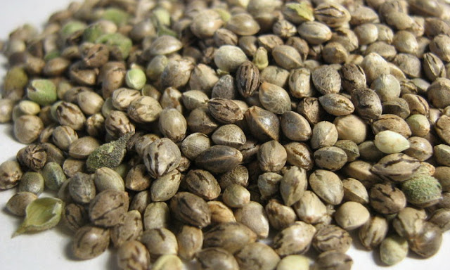 VARJACOM KROZ SVET: KONOPLJA