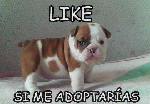 Imagenes y Frases Facebook: Imagenes De Like De Perritos Bonitos