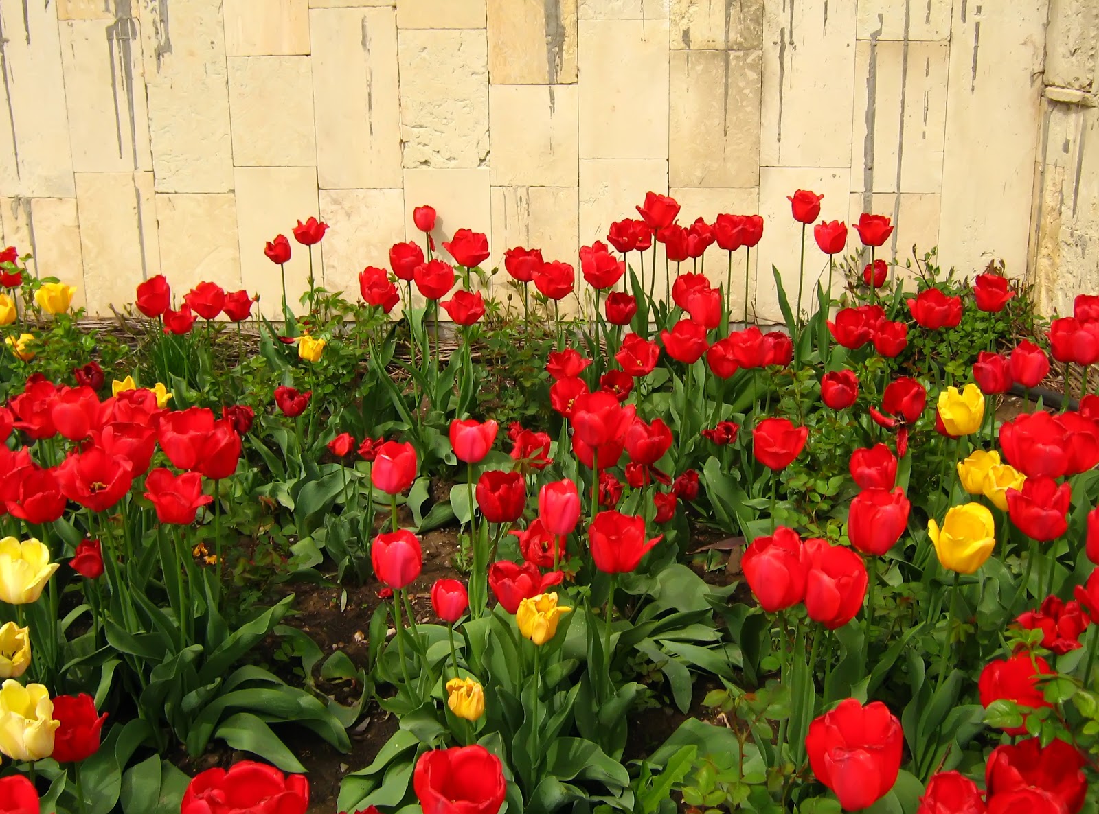 Vivero Floresa: Los Beneficios que nos Ofrecen las Plantas
