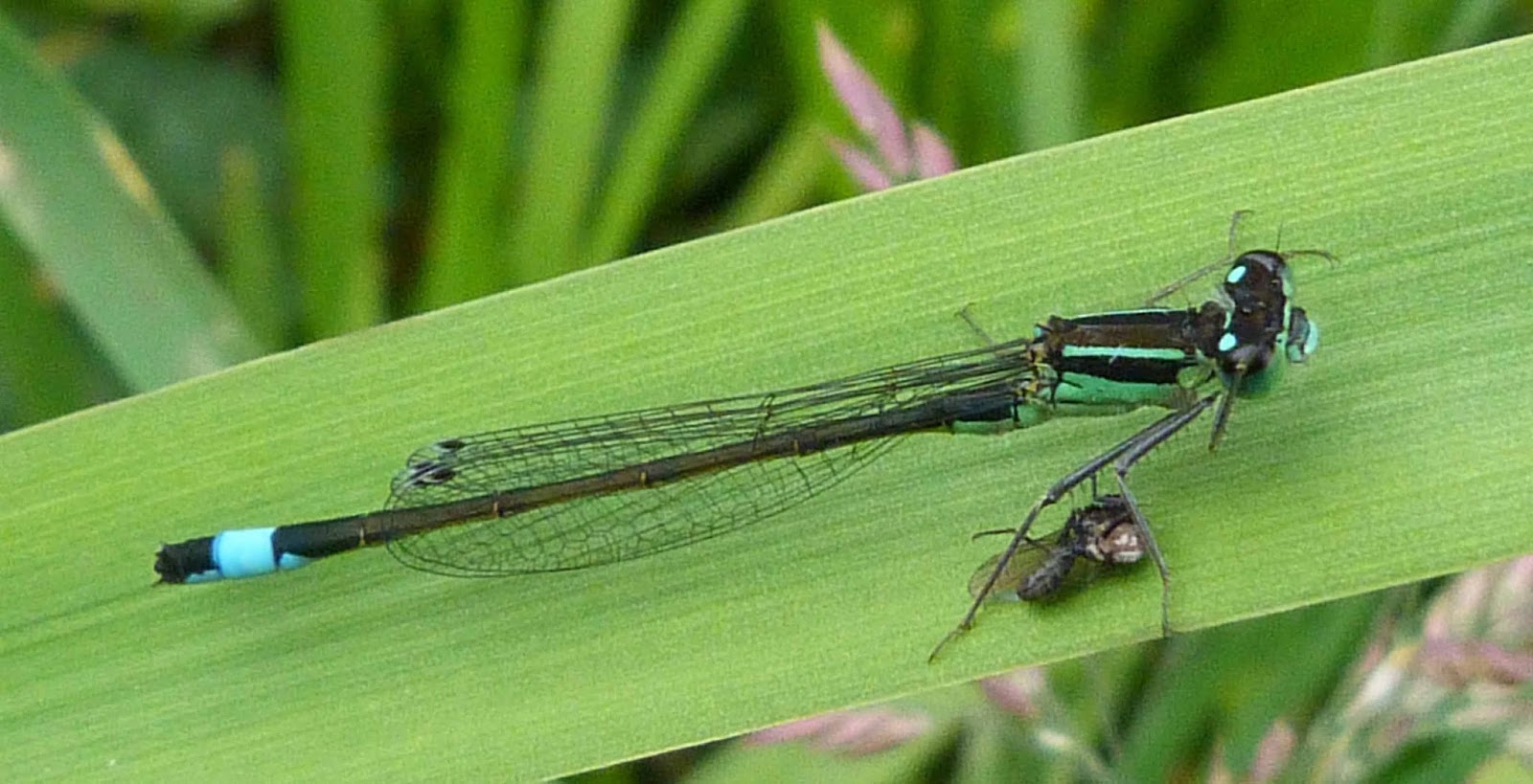 Insects of Scotland: Dragonflies/Damselflies