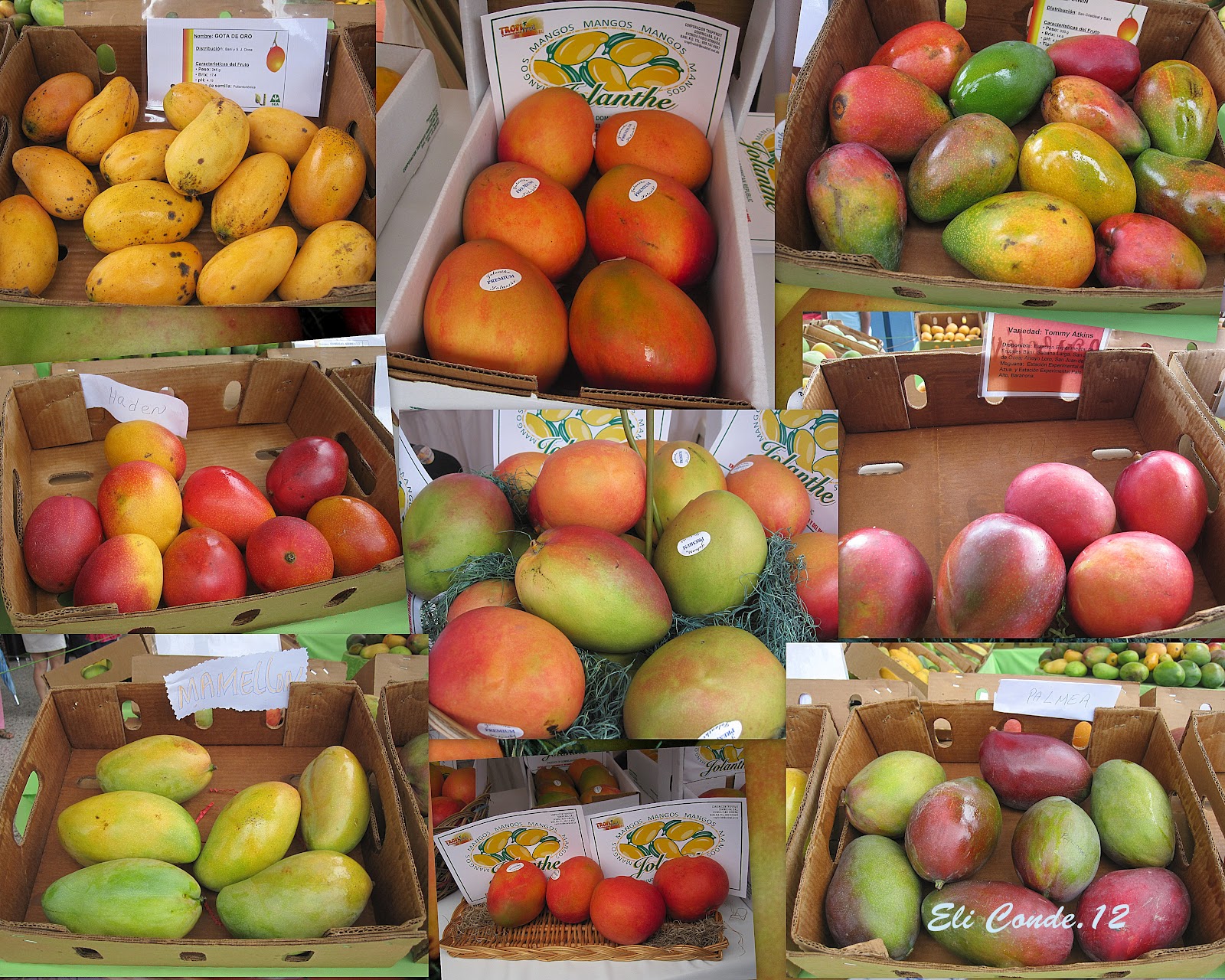 PRODUCTOS DE EXPORTACION: EL MANGO