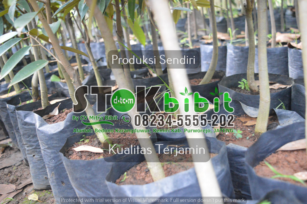 Jabon tanaman jabon putih - jual bibit buah pepino