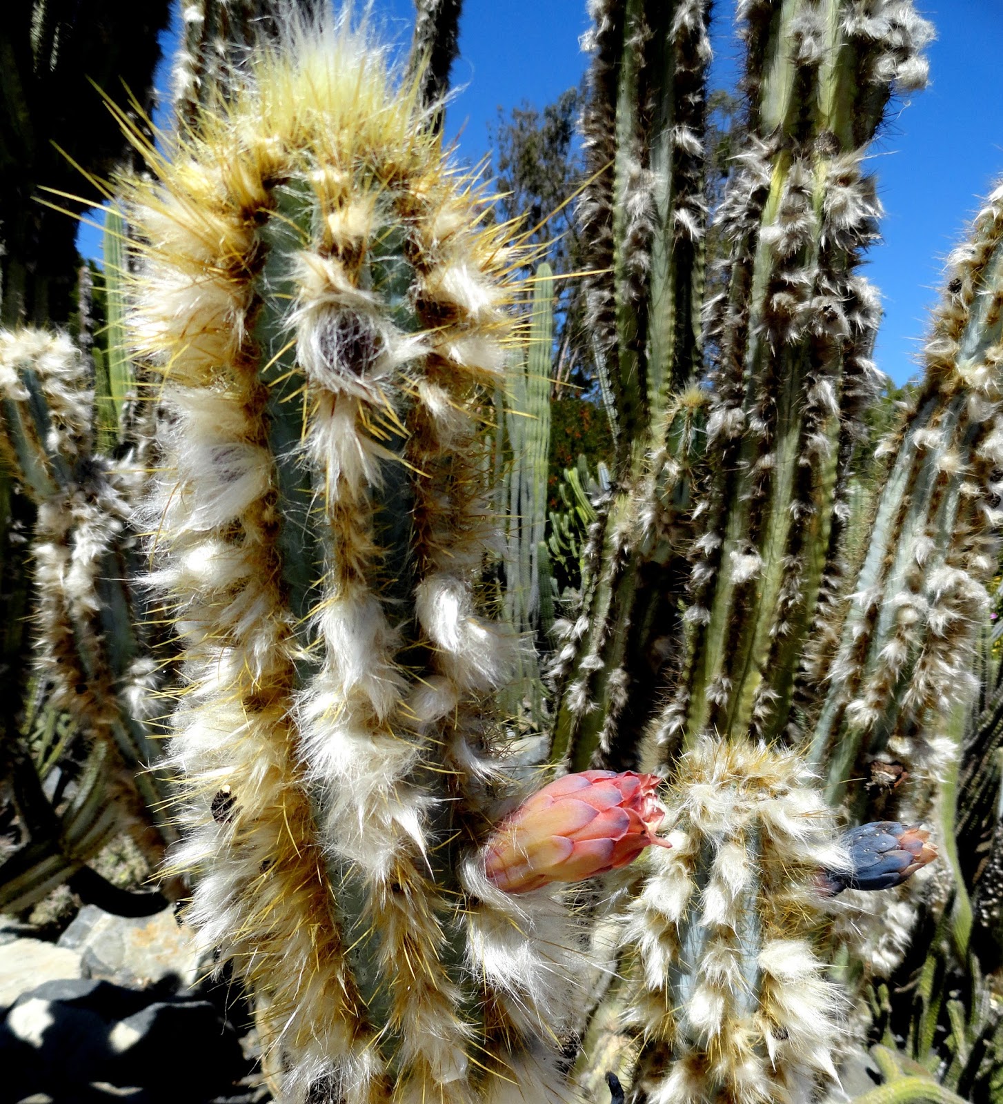 danger garden: Lotusland — Cactus!