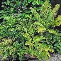 Taxonomía , Diversidad las especies y Reinos: Traqueofitas