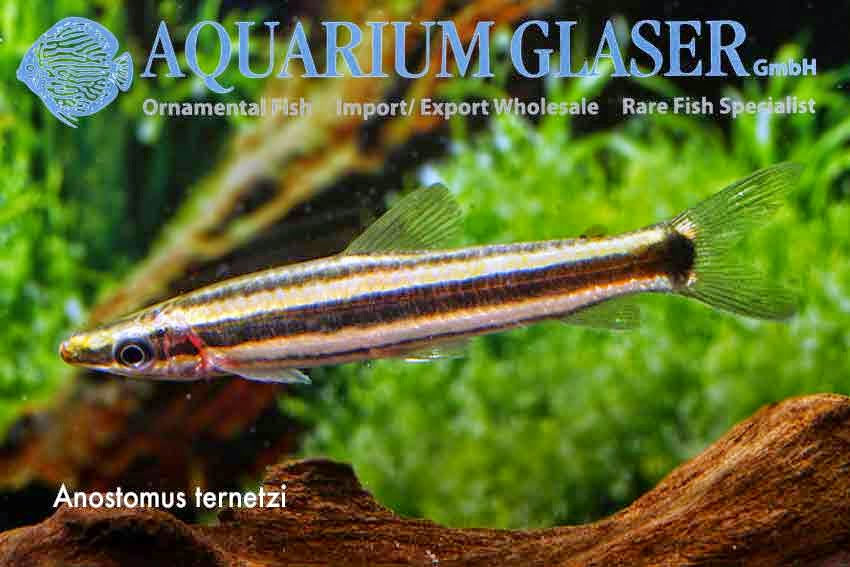 HEADSTANDER FISH photos - wallpapers | the fun bank