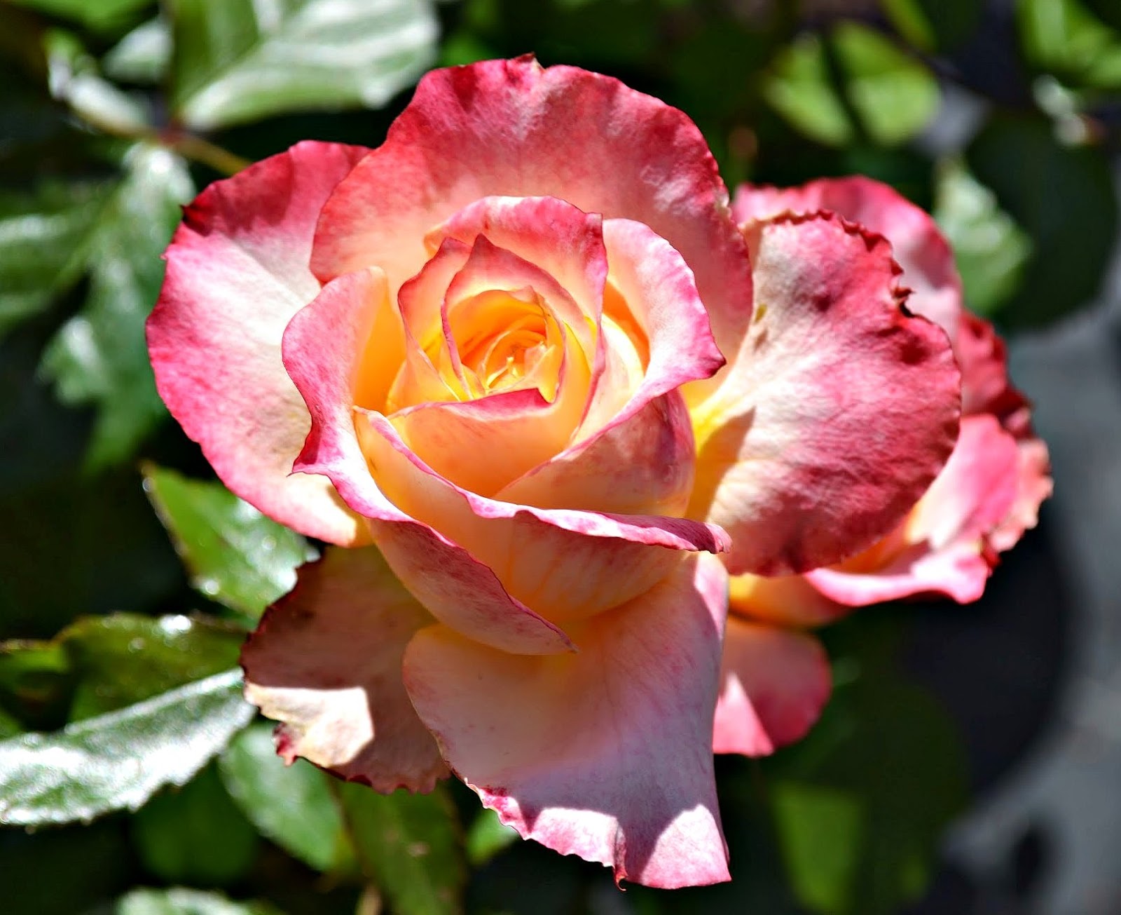 The Outlaw Gardener: Visiting Raft Island Roses