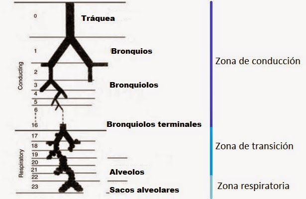 ESTRATEGIAS DE INTERVENCIÓN CARDIOPULMONAR 2018- I: Anatomía y ...