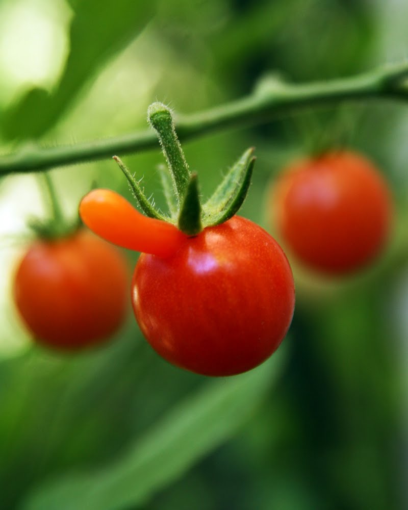 your apples are my oranges: red rocket tomato: putting the “cum” in ...