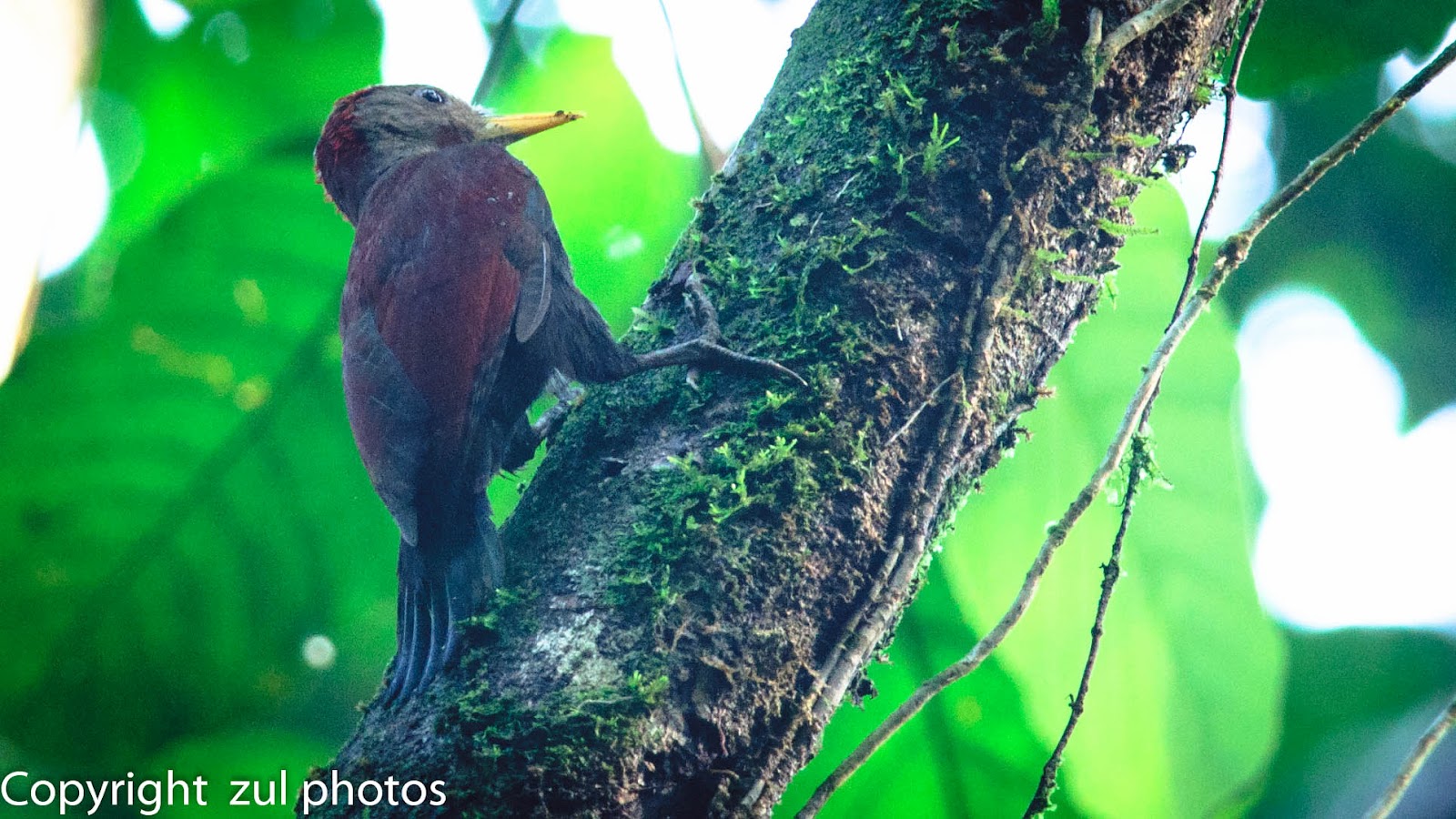 Zul Ya - Birds of Peninsular Malaysia: Maroon Woodpecker