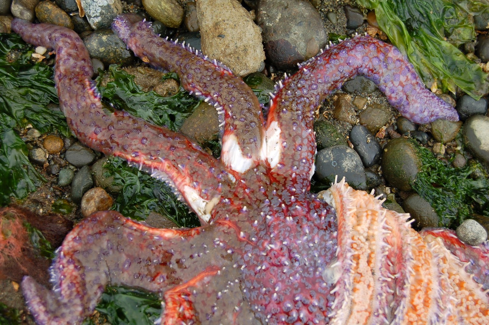 Protect Our Shoreline News: West Coast Starfish Die Off Still a Mystery