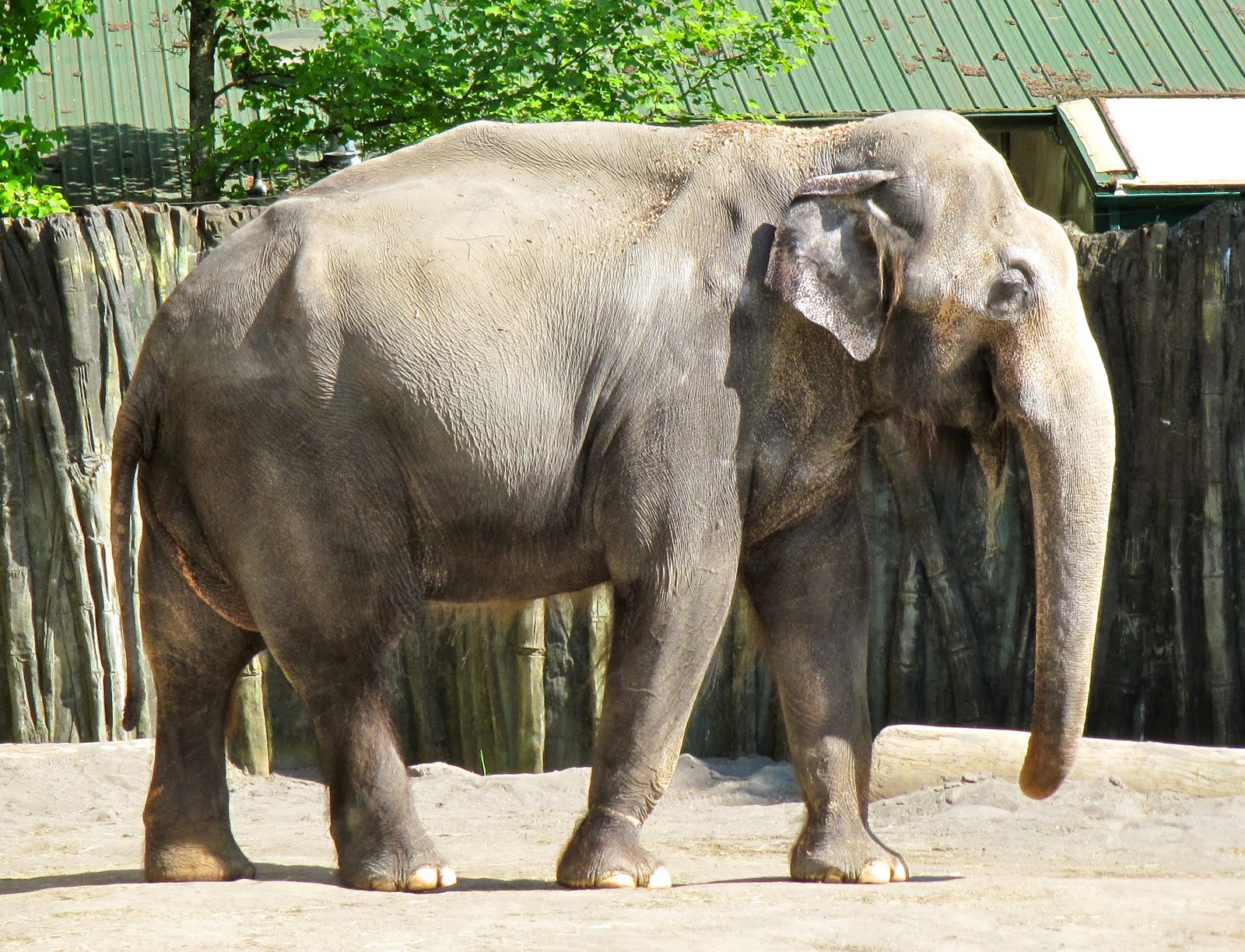 Teresa Kasner: The Oregon Zoo with our Granddaughters