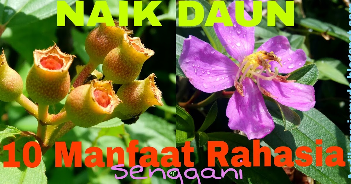 Daun Senggani Sedang Naik Daun Karena 10 Manfaat Rahasianya