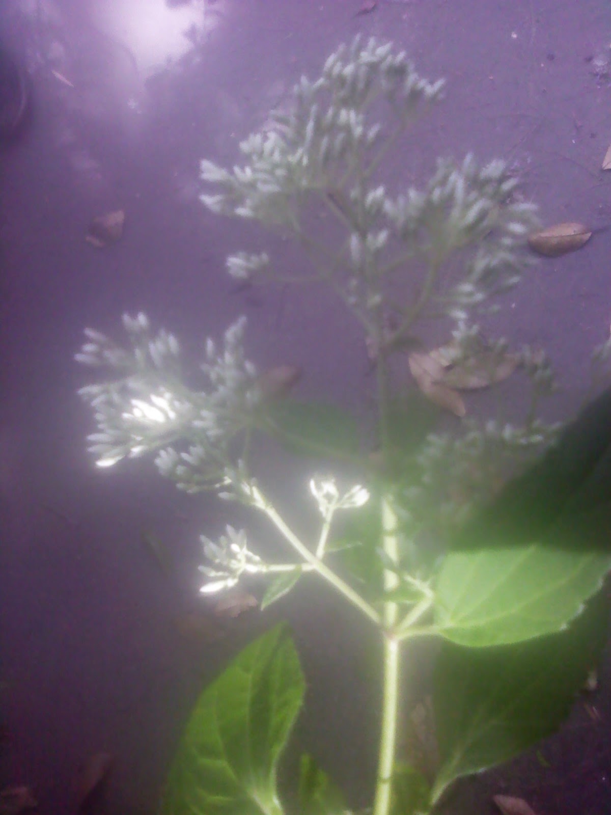 Inflorescencias : Clasificación de las inflorescencias indeterminadas ...