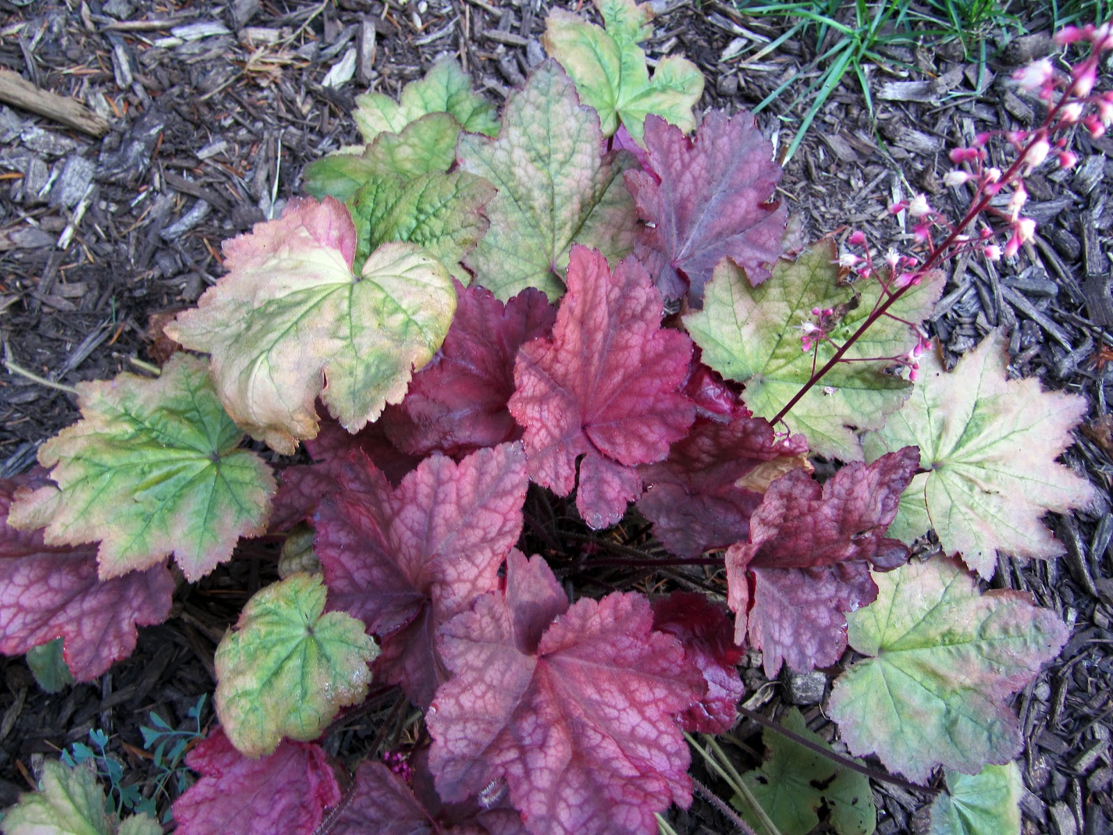 Gatsbys Gardens: How's Your Heuchera?