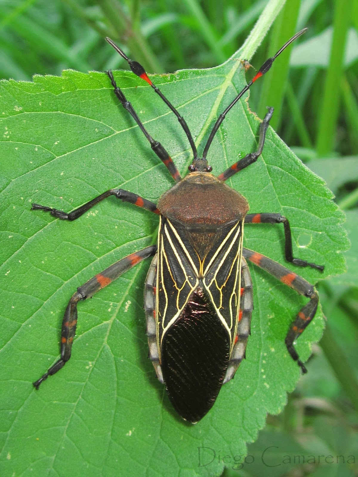 Fotografías de naturaleza: Insectos del parque Eca do Queiros
