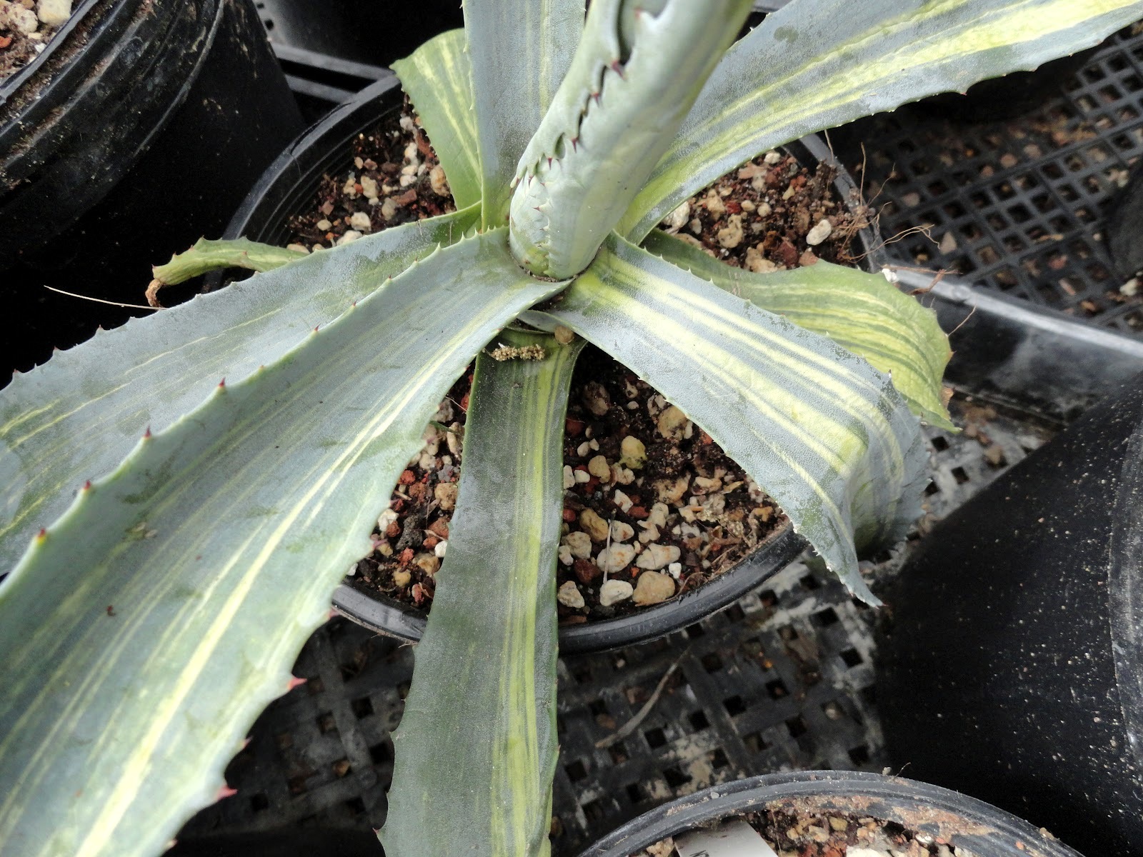 danger garden: Agave americana ‘striata’, my favorite plant in the ...