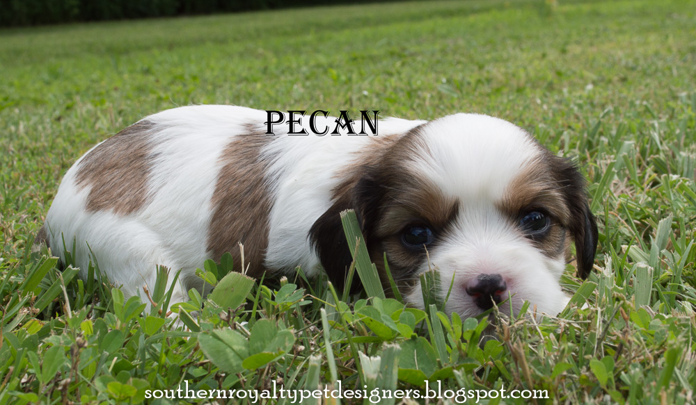 Southern Royalty Pet Designers: Cavaton puppies born 5/8/2017