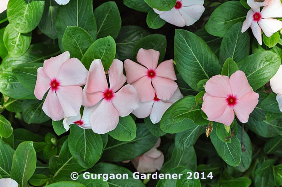 Gurgaon Gardener: Summer Sizzler - 5. Vinca, Periwinkle (Hindi Name ...