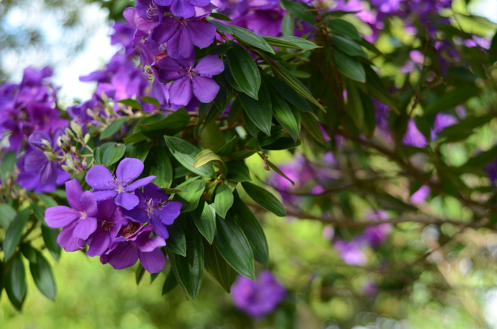 Brisbane Daily Photo : Princess Flowers For International Women's Day