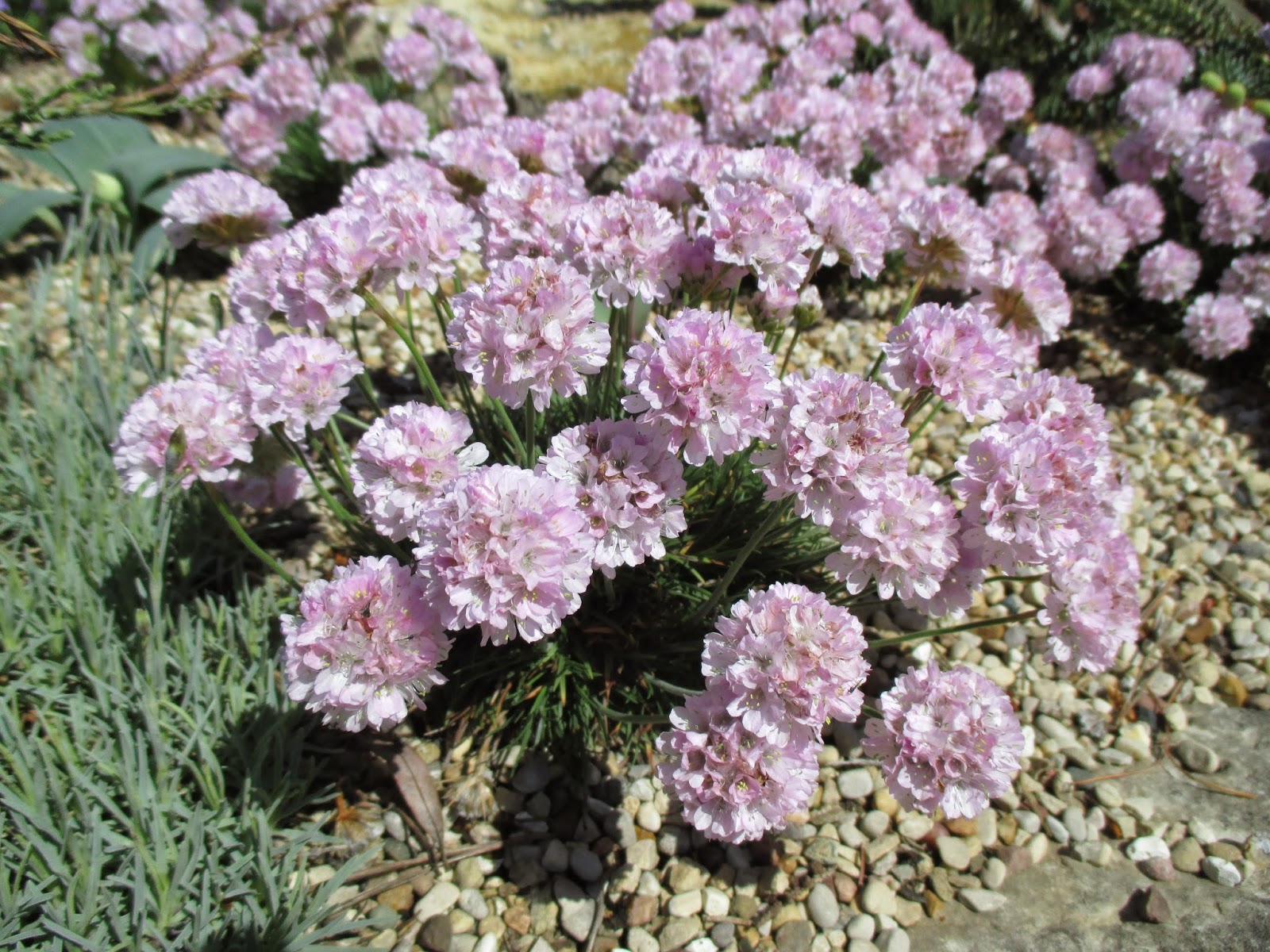 Rotary Botanical Gardens - Hort Blog: The Plant Sale Concludes