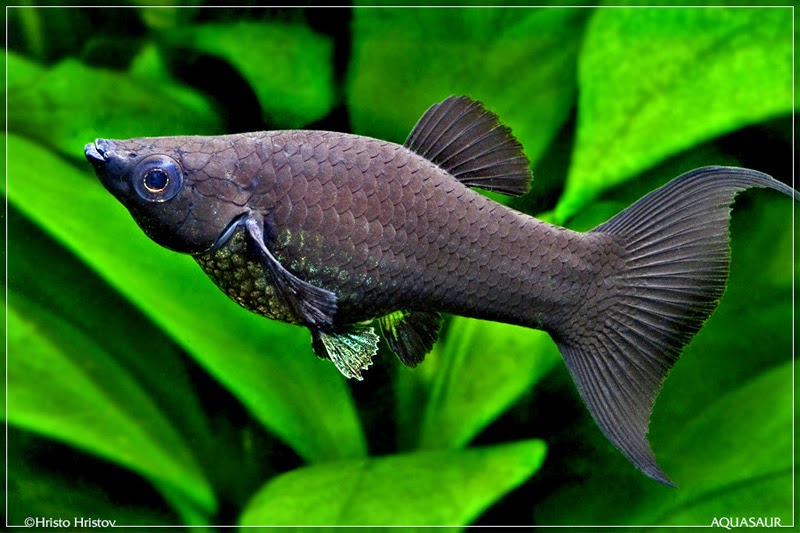 AquariumTropical Fish Hobbyist