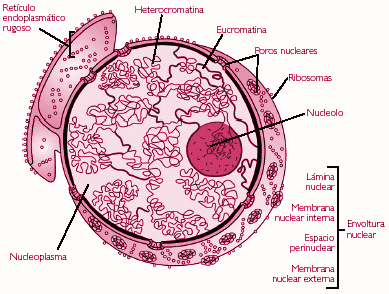 Biologia 1: Ácidos núcleicos, Proteínas y la célula.