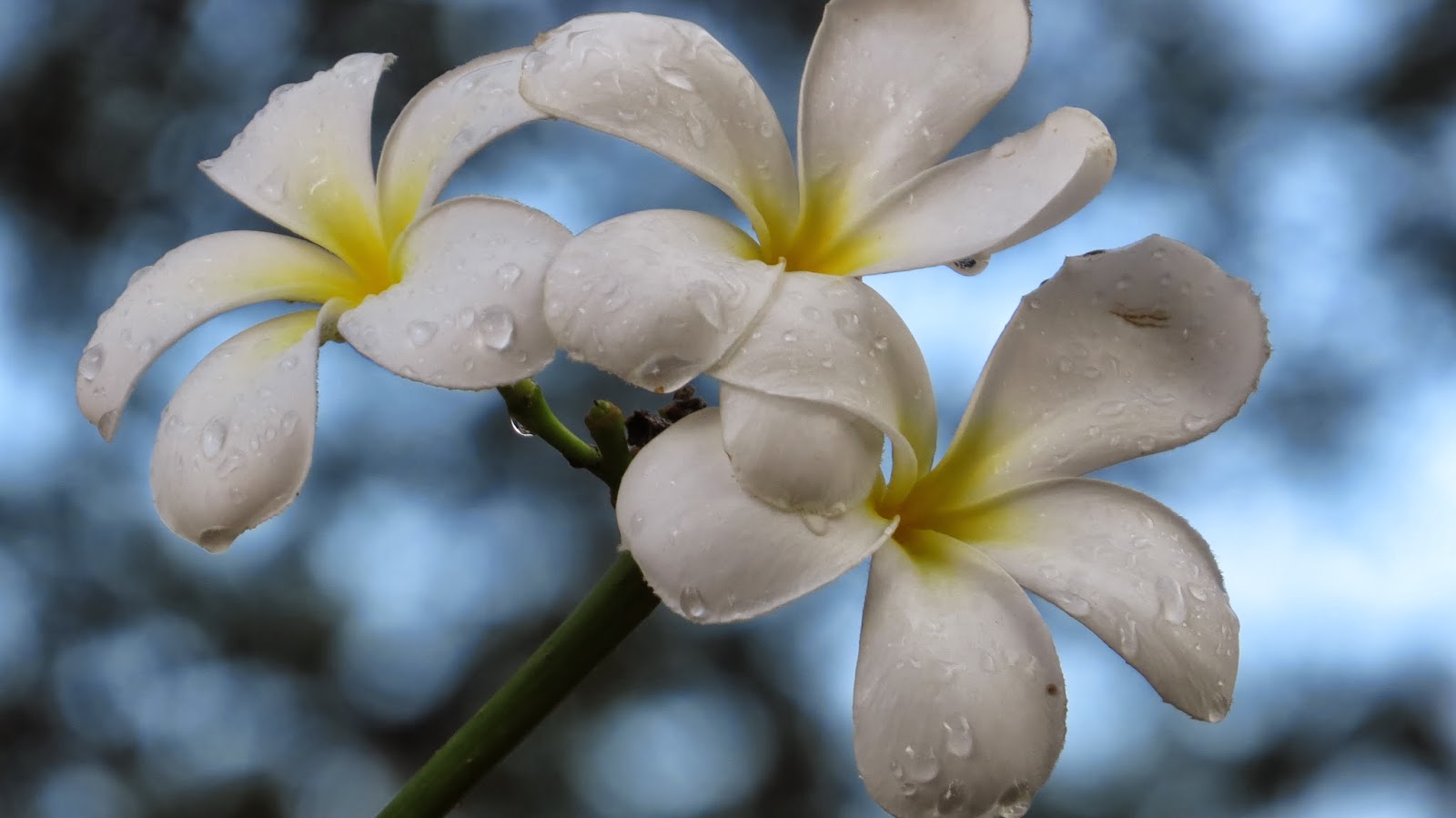 Photography with Dr. Ernie.: Plumeria Alba, white kalachuchi