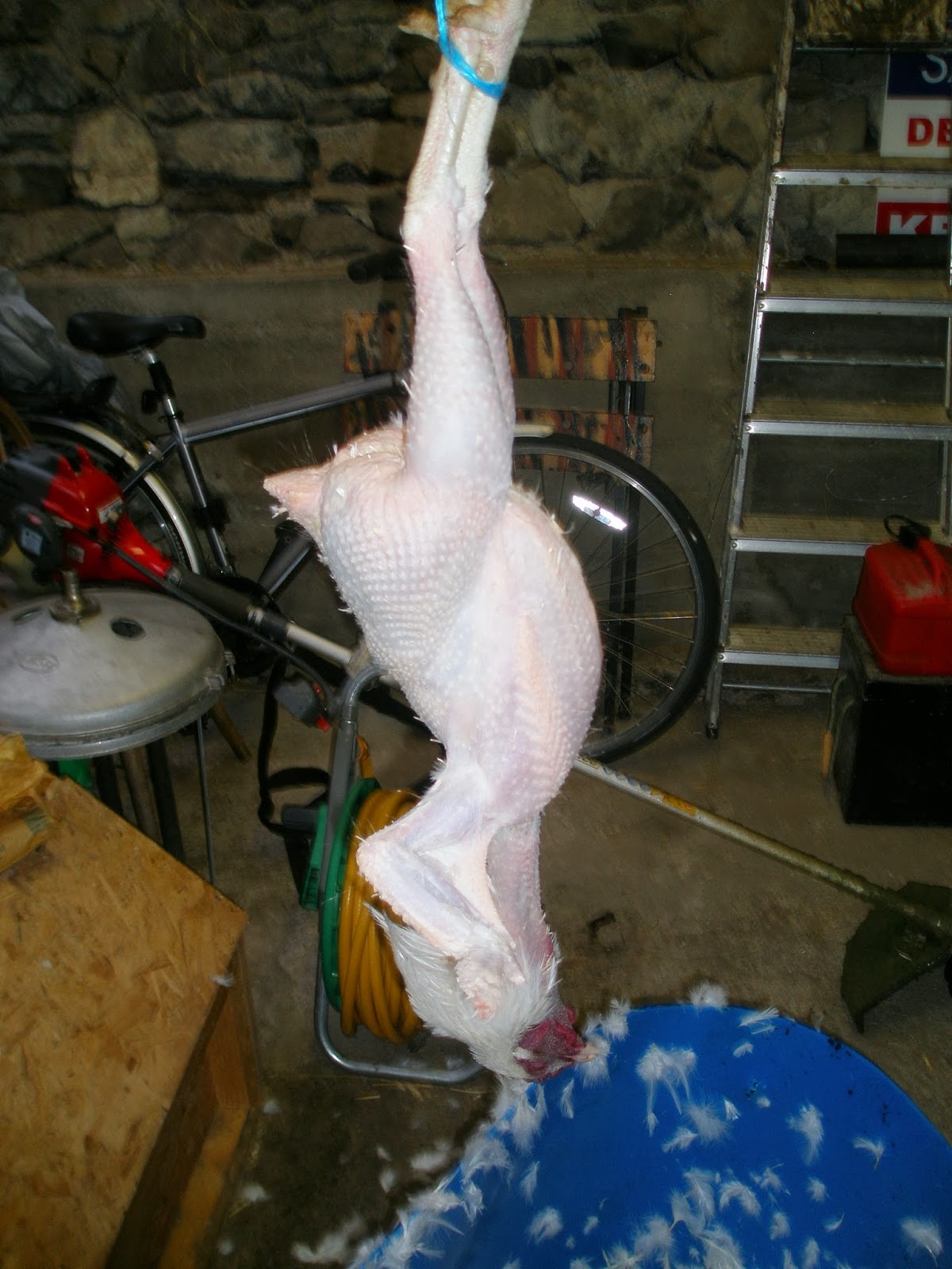 CraigardCroft: How to pluck a chicken