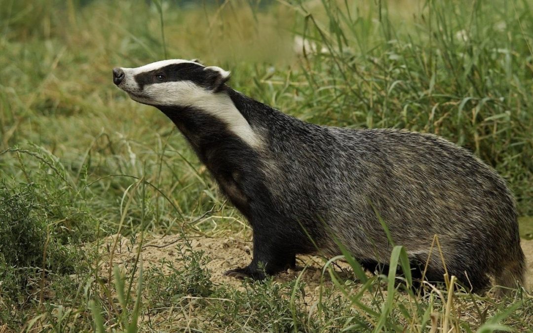 EL YAGUARUNDÍ: Tejón: características, hábitat y comportamiento