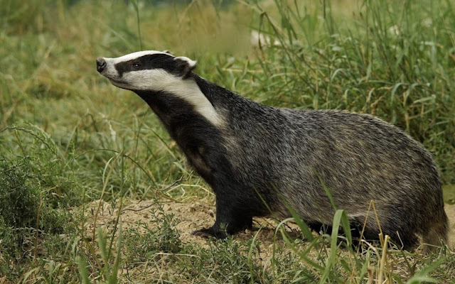 EL YAGUARUNDÍ: Tejón: características, hábitat y comportamiento