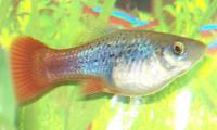 Fish Pictures: Variable platy - Xiphophorus variatus