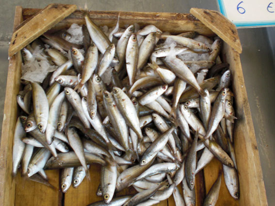 Der Geschmack von Kreta: Kleine Fische