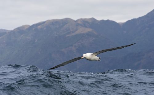 Entre Fragmentos: Rei das águas do Sul: Albatroz Errante