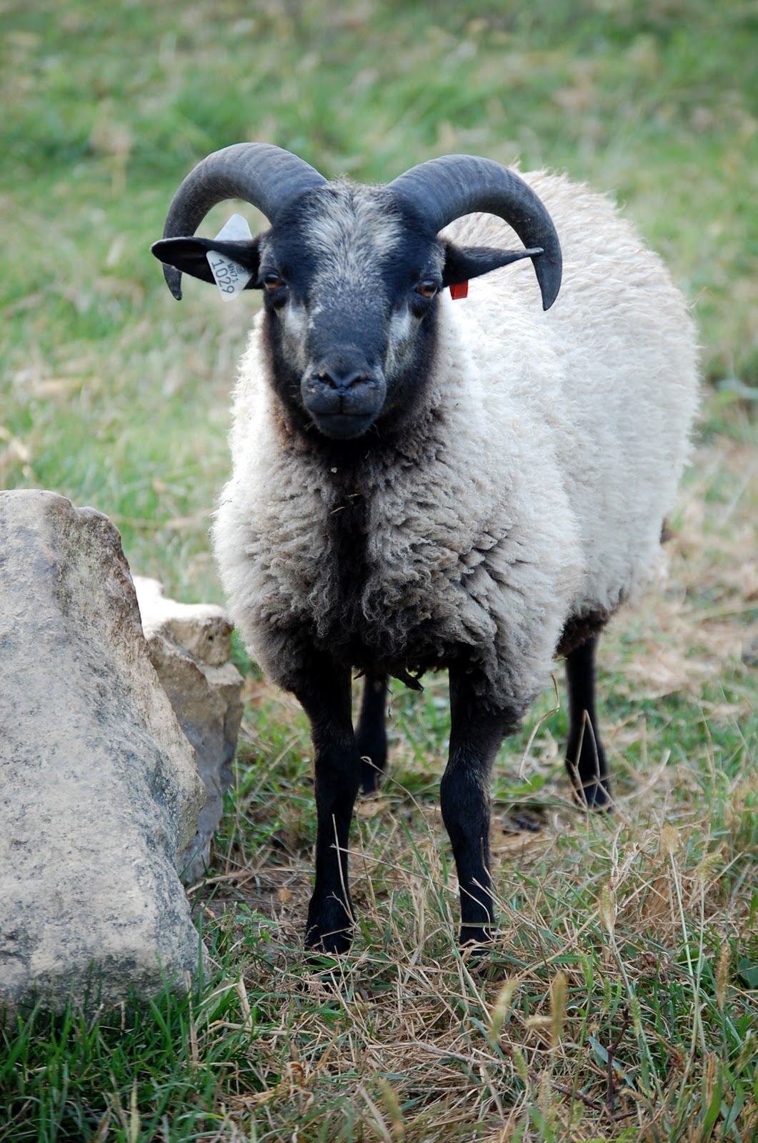Crosswinds Farm: Wisconsin Sheep and Wool festival