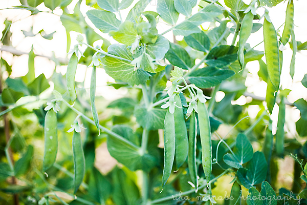 Harvesting Time! | Bella Bonito