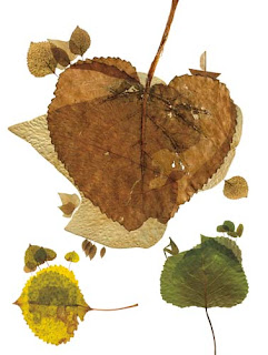 ilustraciones pinturas Jorge Davalos: ILUSTRACIÓN