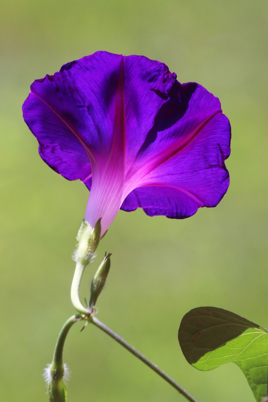 Bill Vocke Photos: The Beautiful Glory of Morning Glories