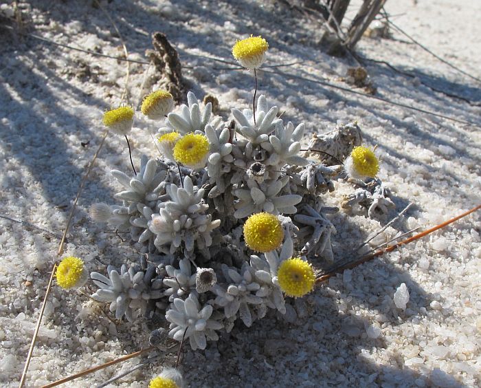 Esperance Wildflowers: Asteridea chaetopoda – Gypsum Daisy