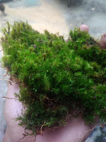 CARA MEMBUAT AWETAN BASAH TUMBUHAN LUMUT