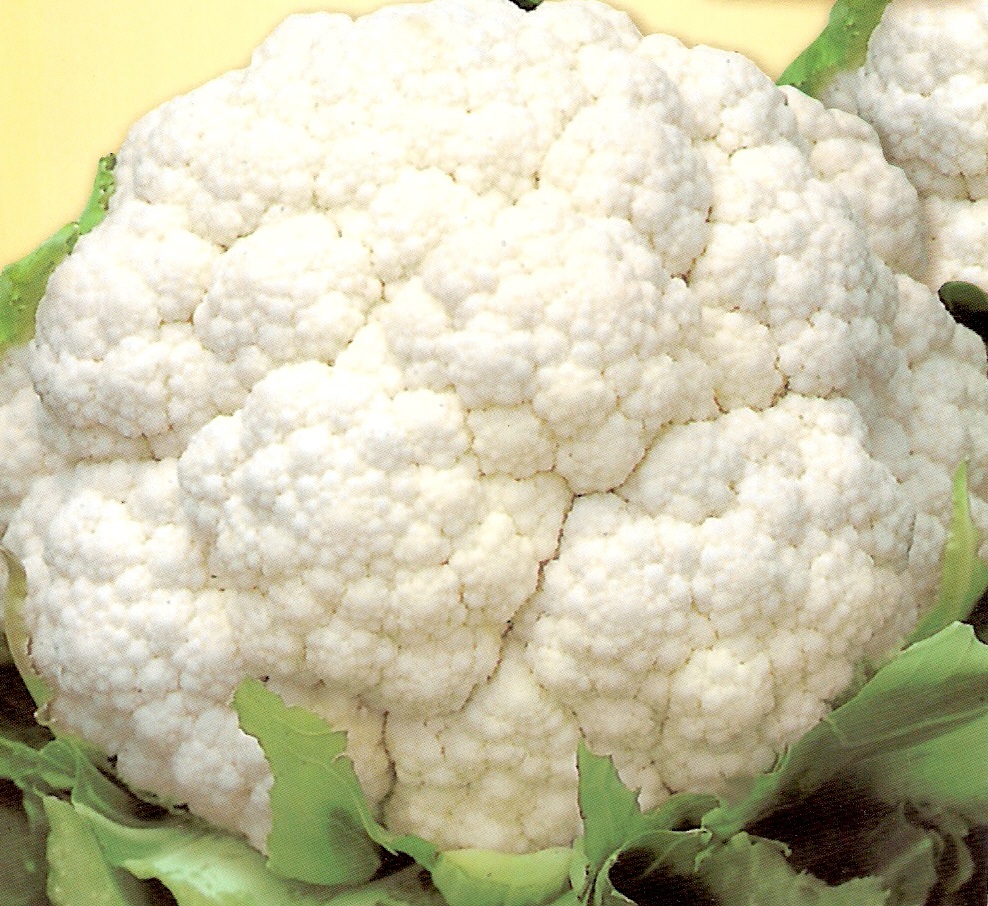 ΟΙΚΟΓΕΝΕΙΑ ΟΡΘΟΔΟΞΩΝ ΧΡΙΣΤΙΑΝΩΝ : Χειμερινές Παραδοσιακές Ποικιλίες ...